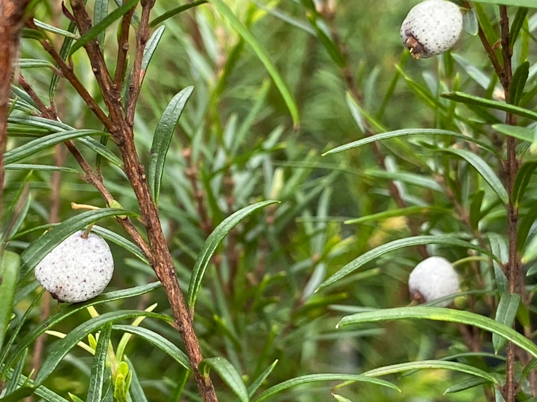 Austromrytus tenuifolia (Midgen Berry) – Western Sydney Bush Native Nursery