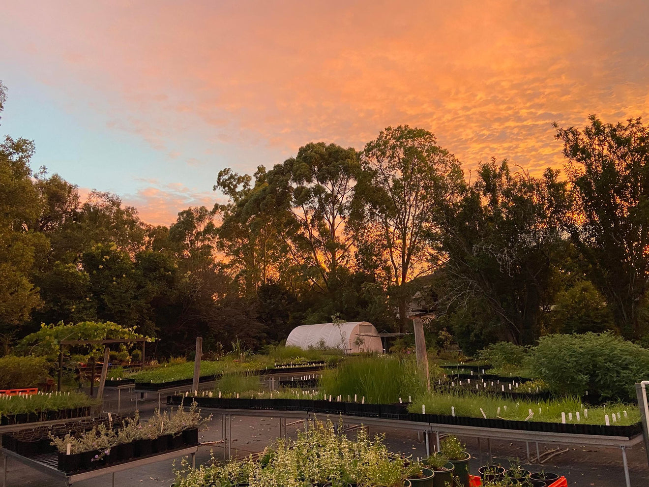 WSBNN | Western Sydney Bush Native Nursery – Western Sydney Bush Native ...