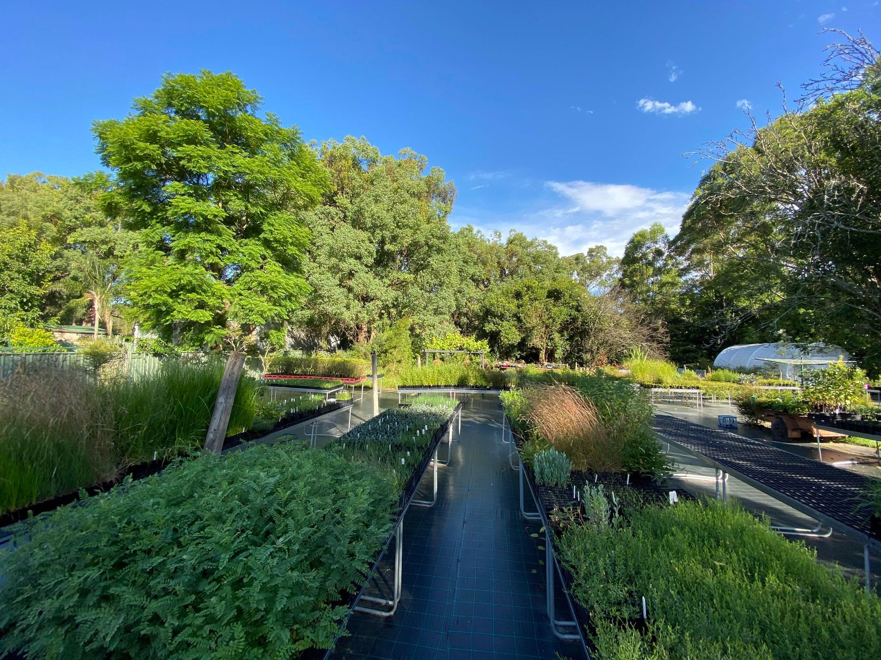 WSBNN | Western Sydney Bush Native Nursery – Western Sydney Bush Native ...