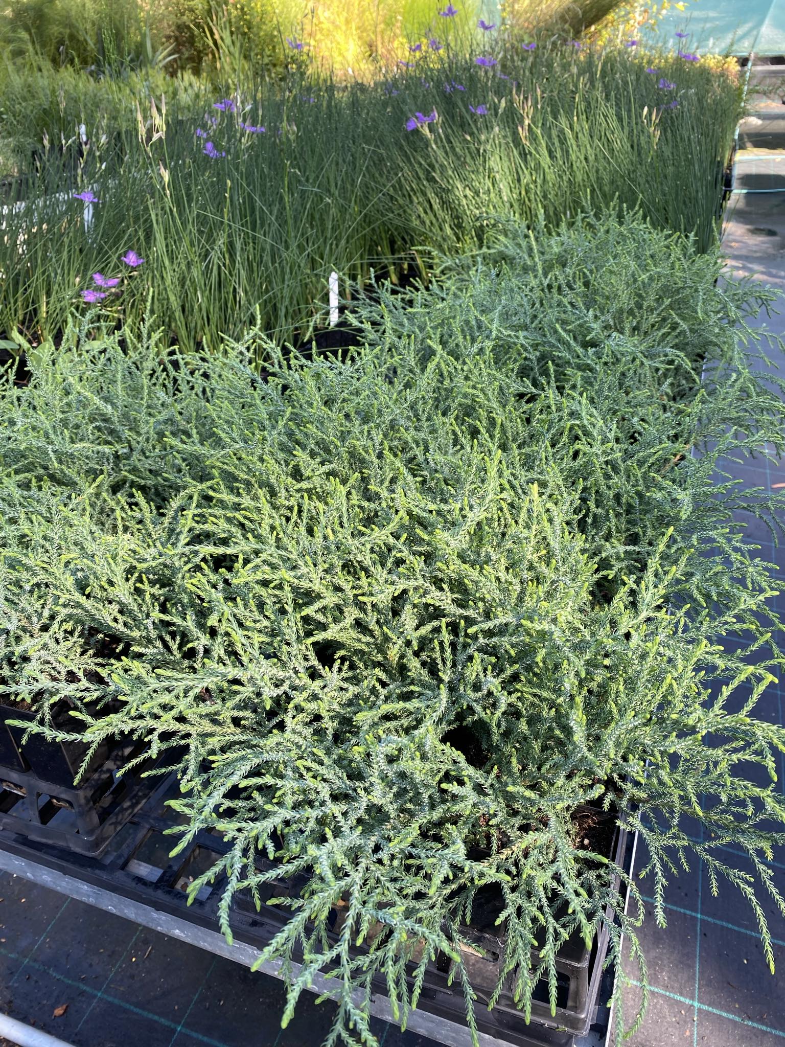 Collections – Western Sydney Bush Native Nursery