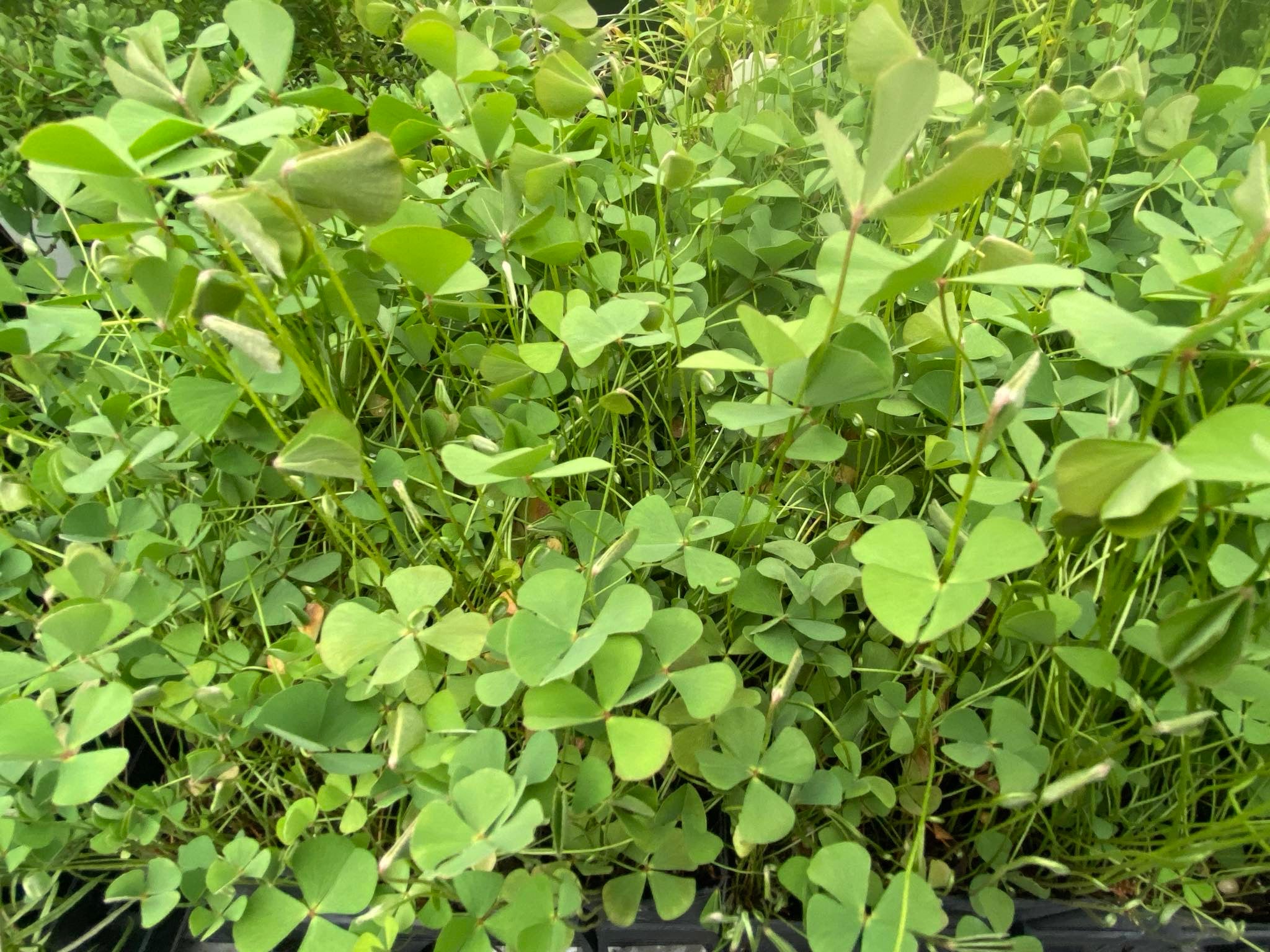 Collections – Western Sydney Bush Native Nursery