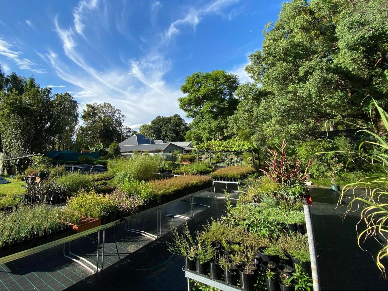 WSBNN | Western Sydney Bush Native Nursery – Western Sydney Bush Native ...