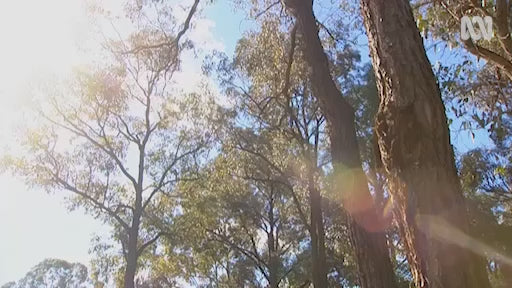About Us Western Sydney Bush Native Nursery
